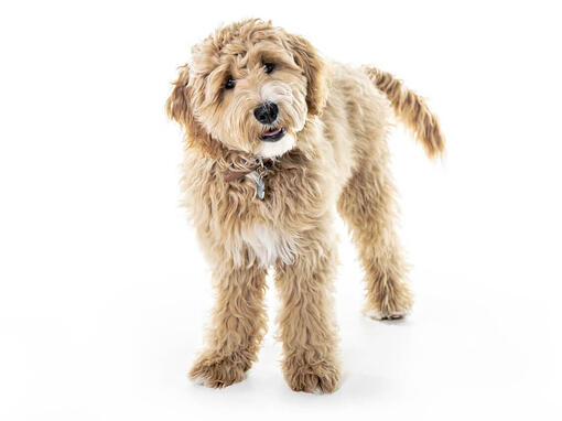Goldendoodle Carattere Razza Salute E Alimentazione Purina